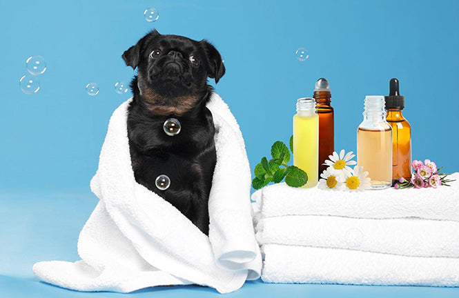 What Essential Oils Are Safe for Dogs? Pet Parents Guide